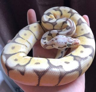 Meet Casper: an unconventional pet – The Argonaut